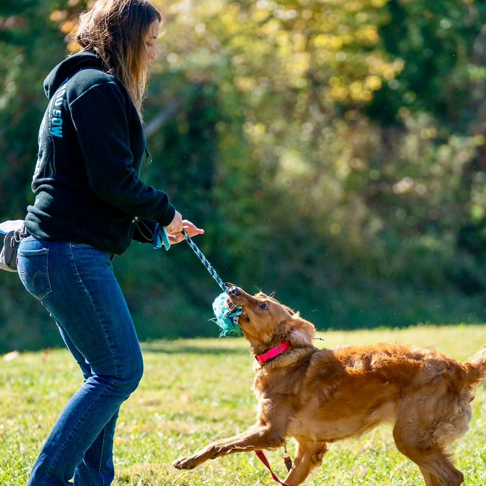 The Classy Canine Dog Training