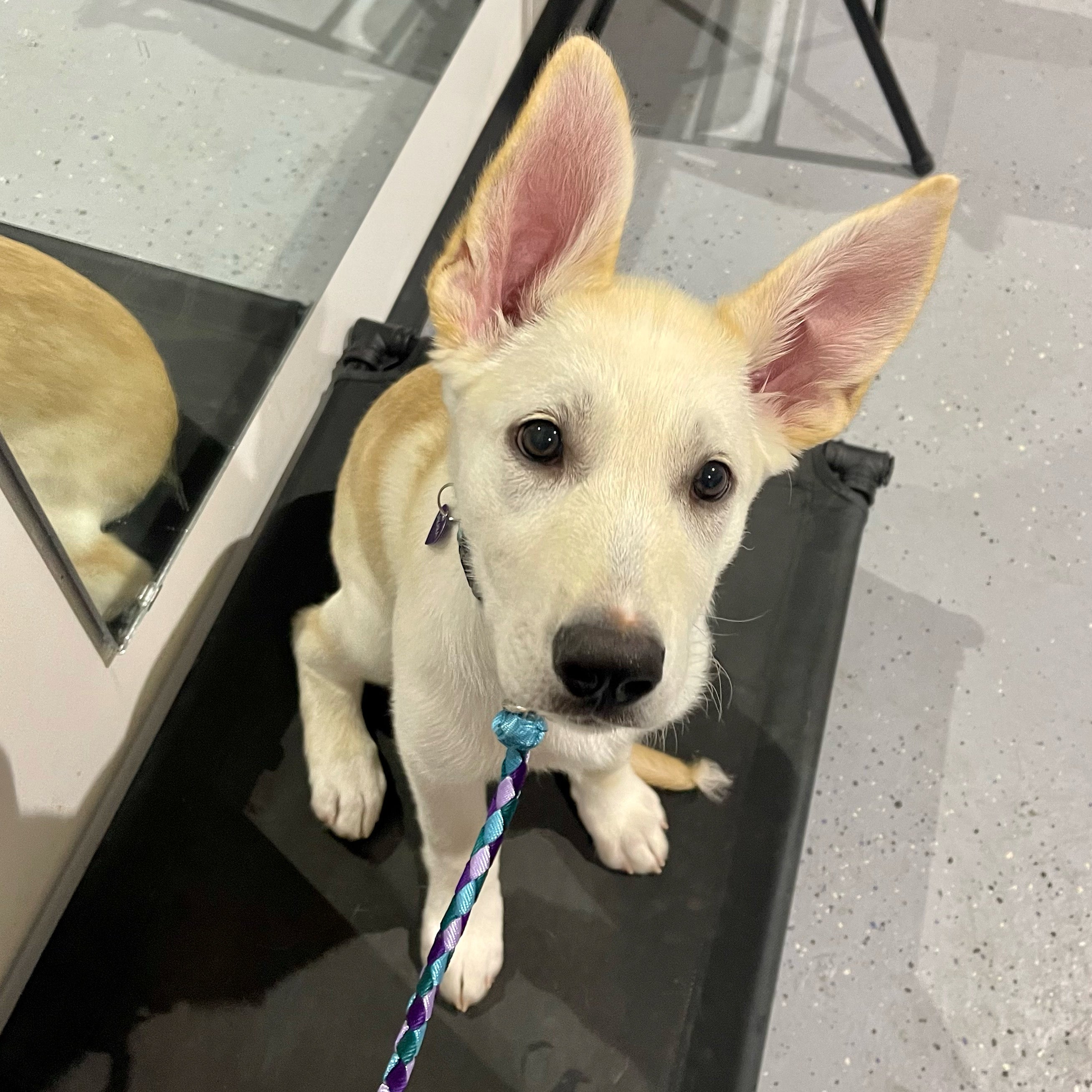 Dog Training – The Classy Canine