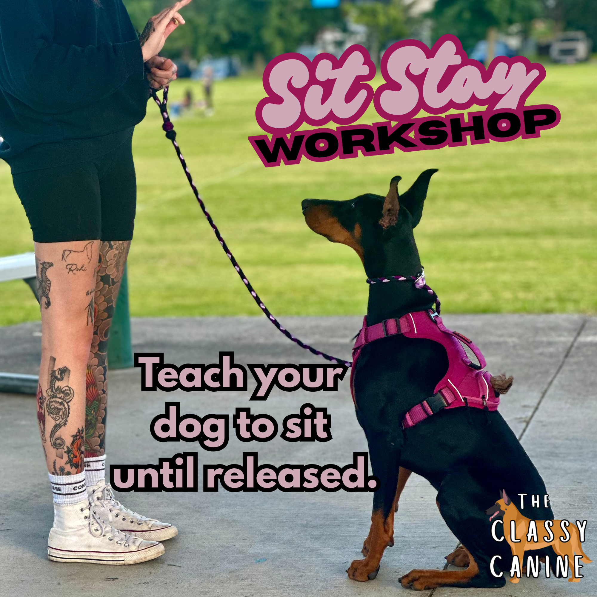 Sit Stay Workshop – The Classy Canine