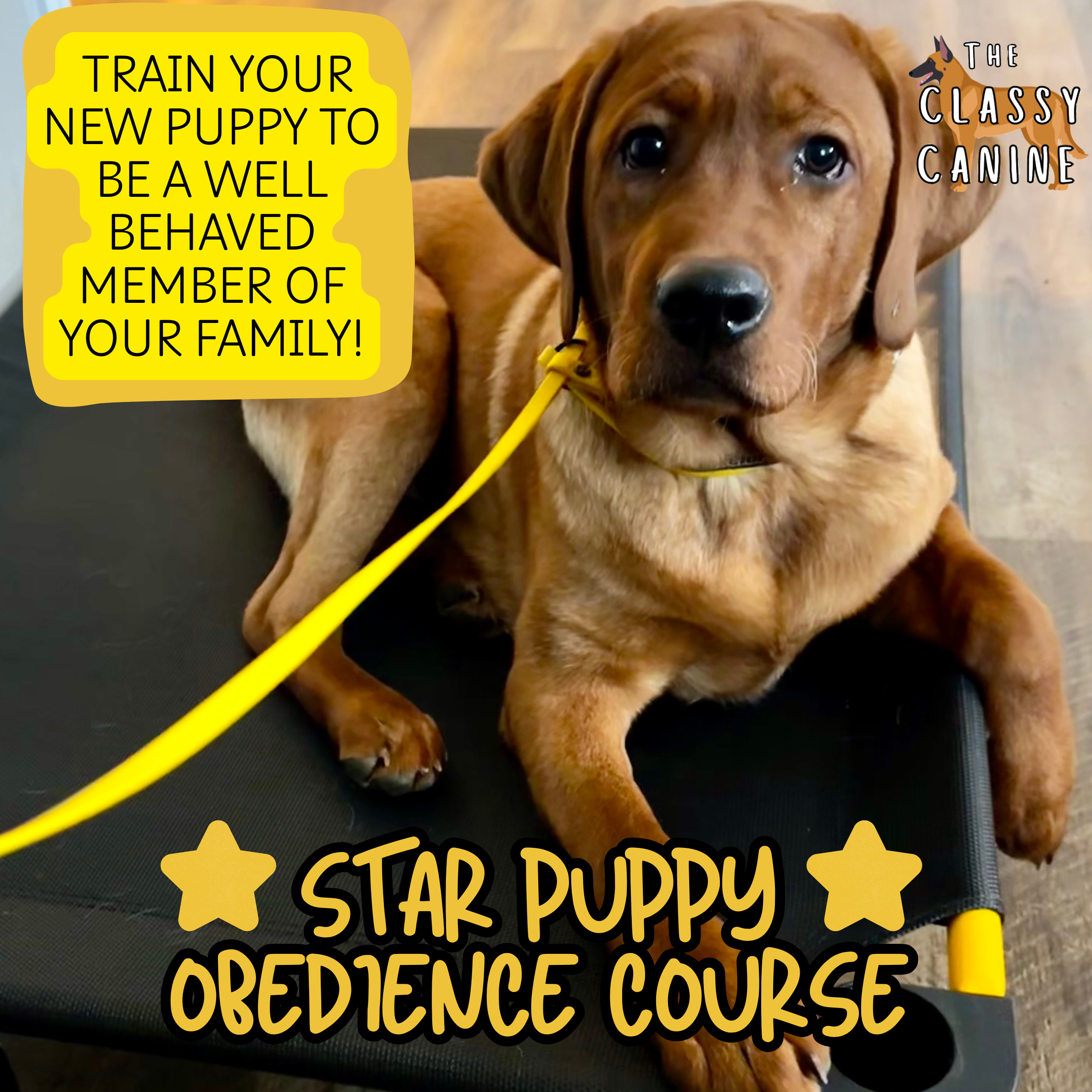 STAR Puppy Obedience Course – The Classy Canine