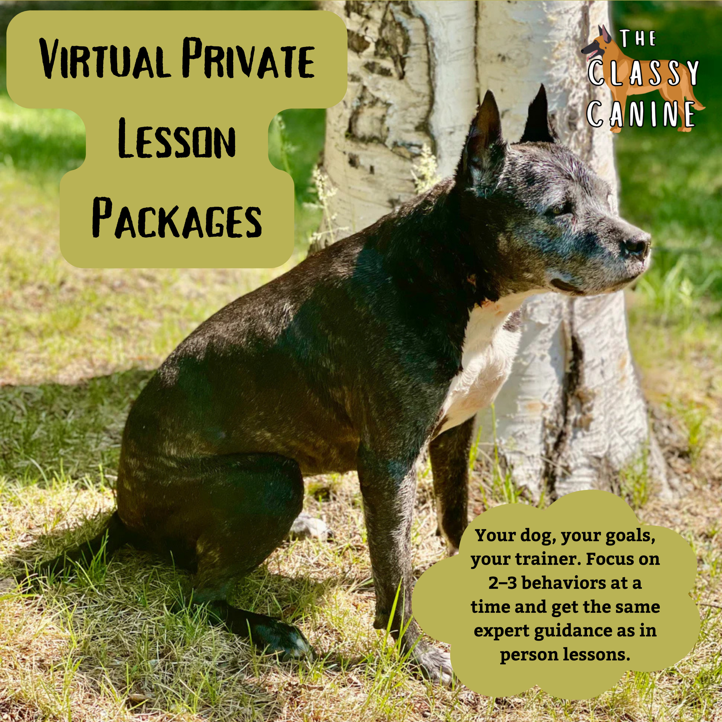 Virtual Private Lesson Packages – The Classy Canine