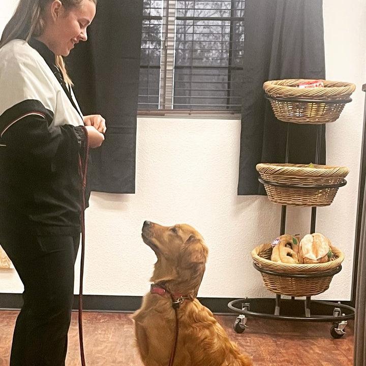 Dog Training – The Classy Canine